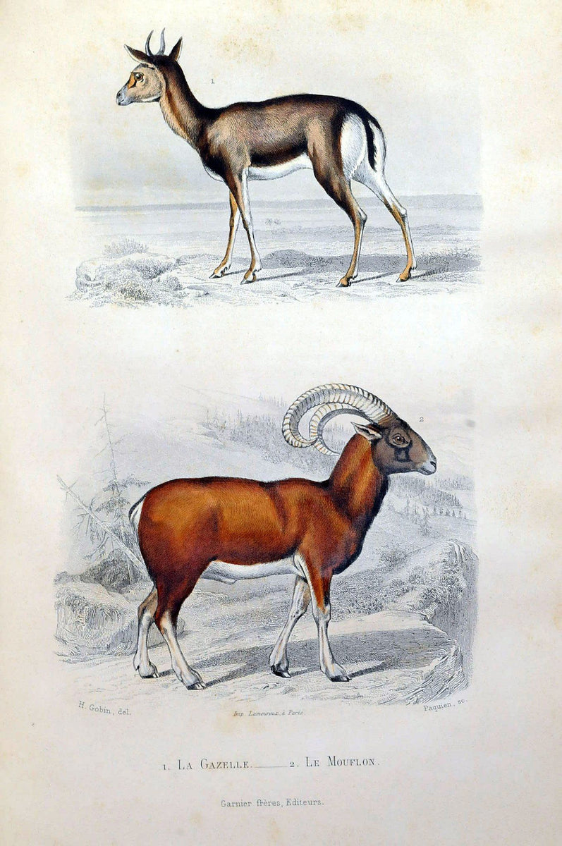 livro-oeuvres-compltes-de-buffon-3_1200x1200.jpg?v=1603933629